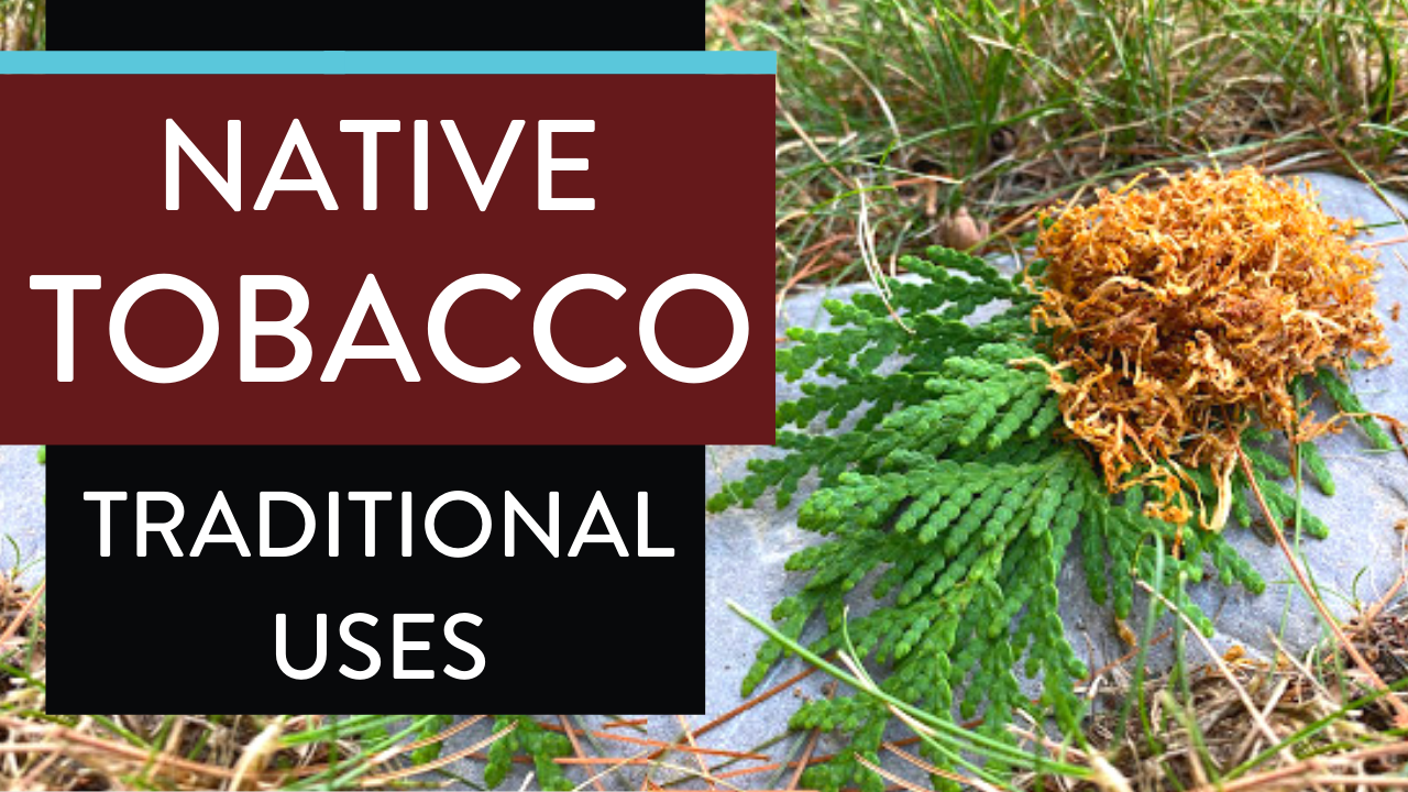 Native Tobacco - Traditional Uses of Tobacco Sacred Medicine – Tribal Trade